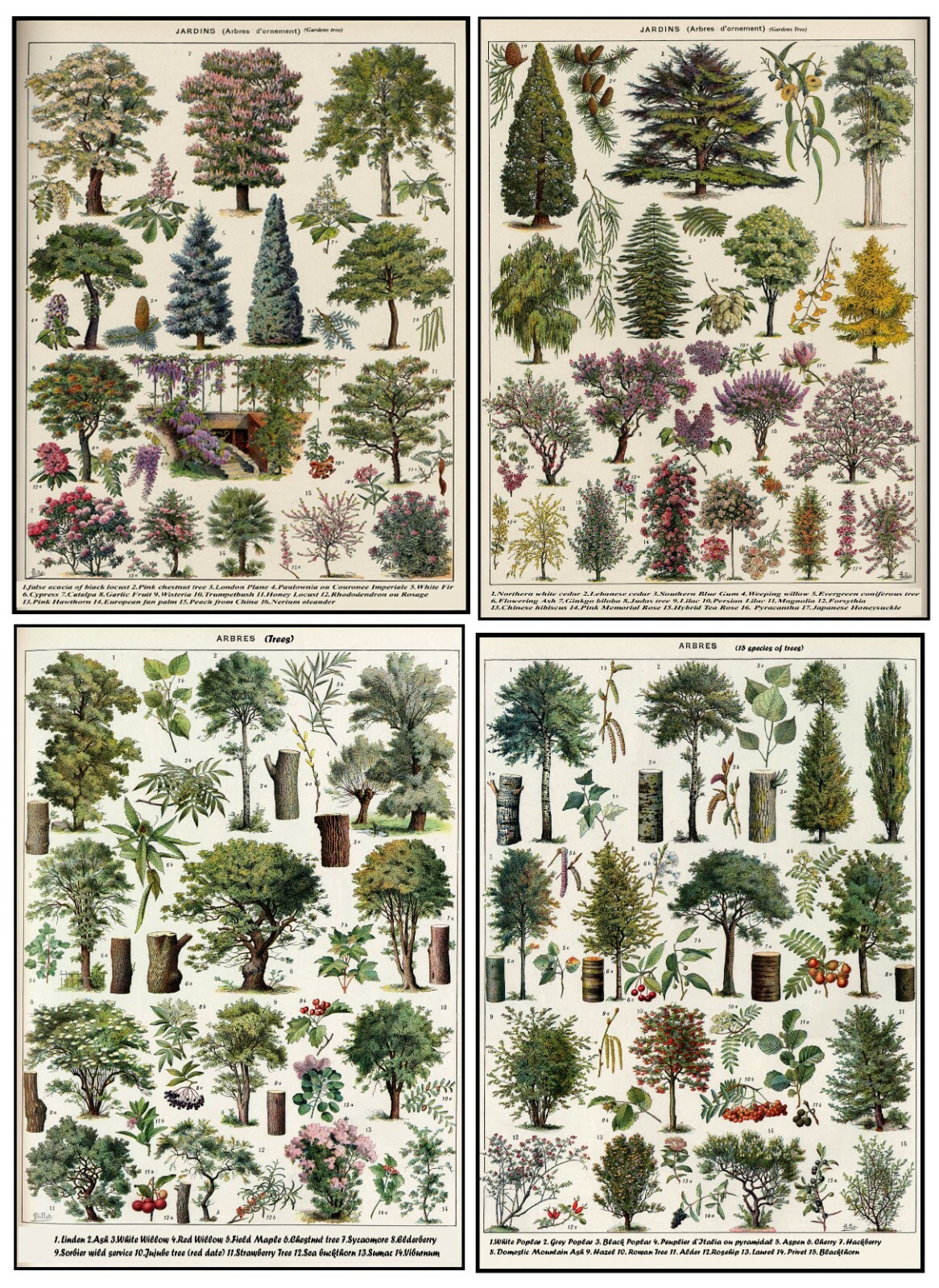 BOTANICAL PRINTS vintage TREE Identification poster wall art home ...