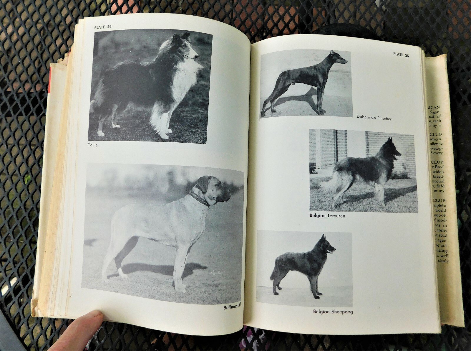 VINTAGE 1961 AKC COMPLETE DOG BOOK OVER 125 ILLUSTRATIONS | eBay