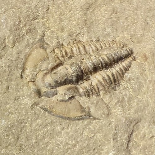 Amecephalus Piochensis Trilobite Fossil ~ Pioche Formation ~ Nevada ...