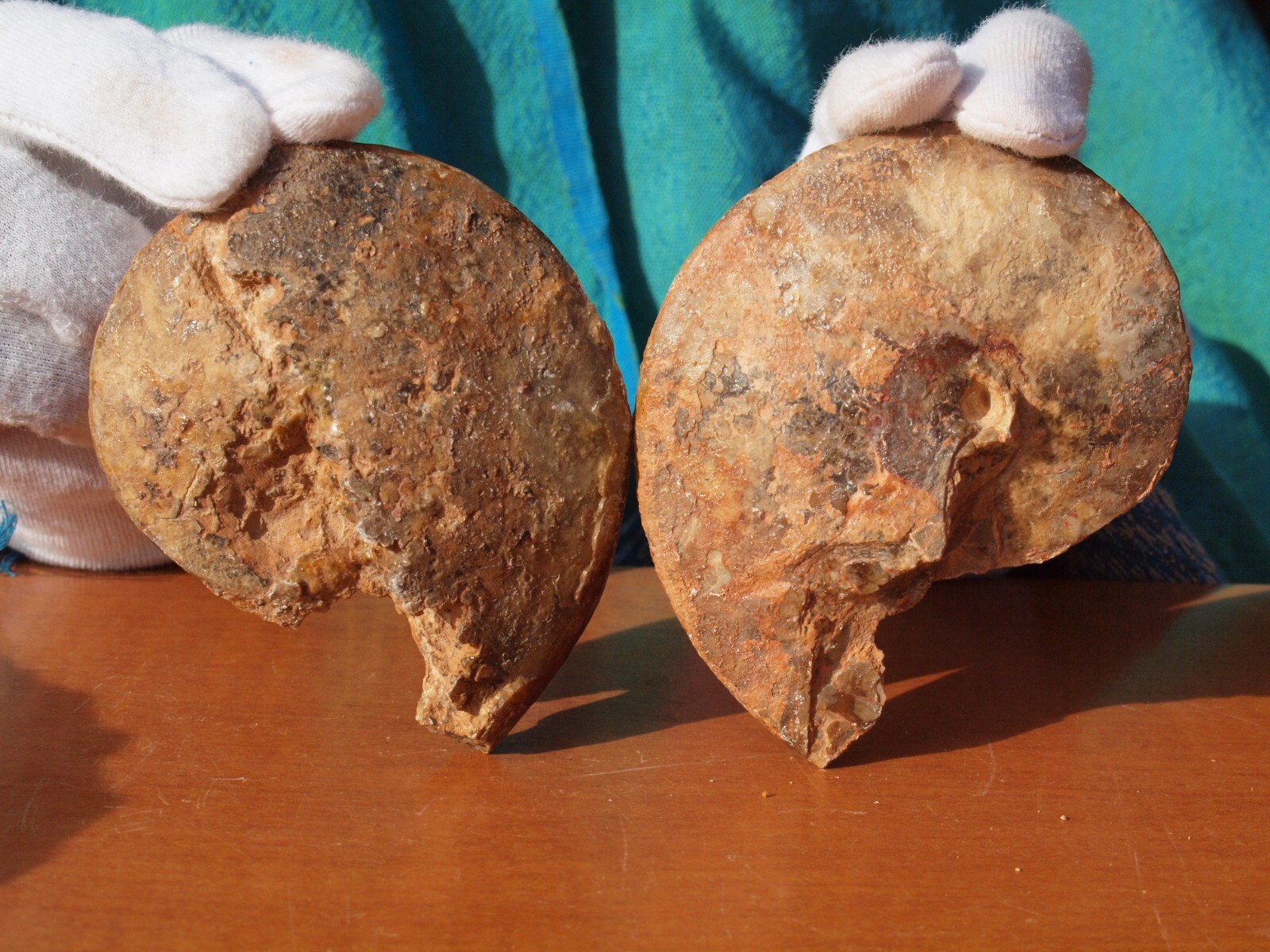 Ammonite Fossil Sea Shell Morocco Cambrian Period 485 Million Years Old ...