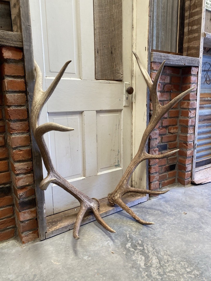 6x6 Set Of Elk Antlers ~ Elk Sheds ~ Barn Cabin Decor | eBay