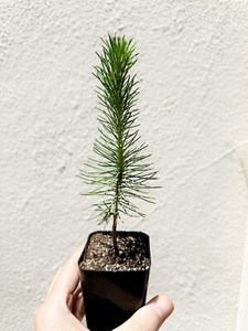 Zomo Garden | eBay Stores