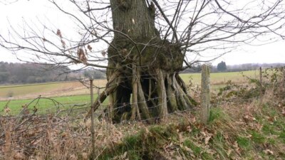 Photo 6x4 Tree on stilts Hambledon/SU9638 The bank must have been a lot ...