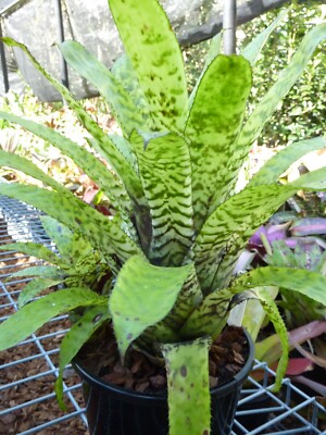 Bromeliad Aechmea Bert - medium grower - filtered shade/some sun | eBay