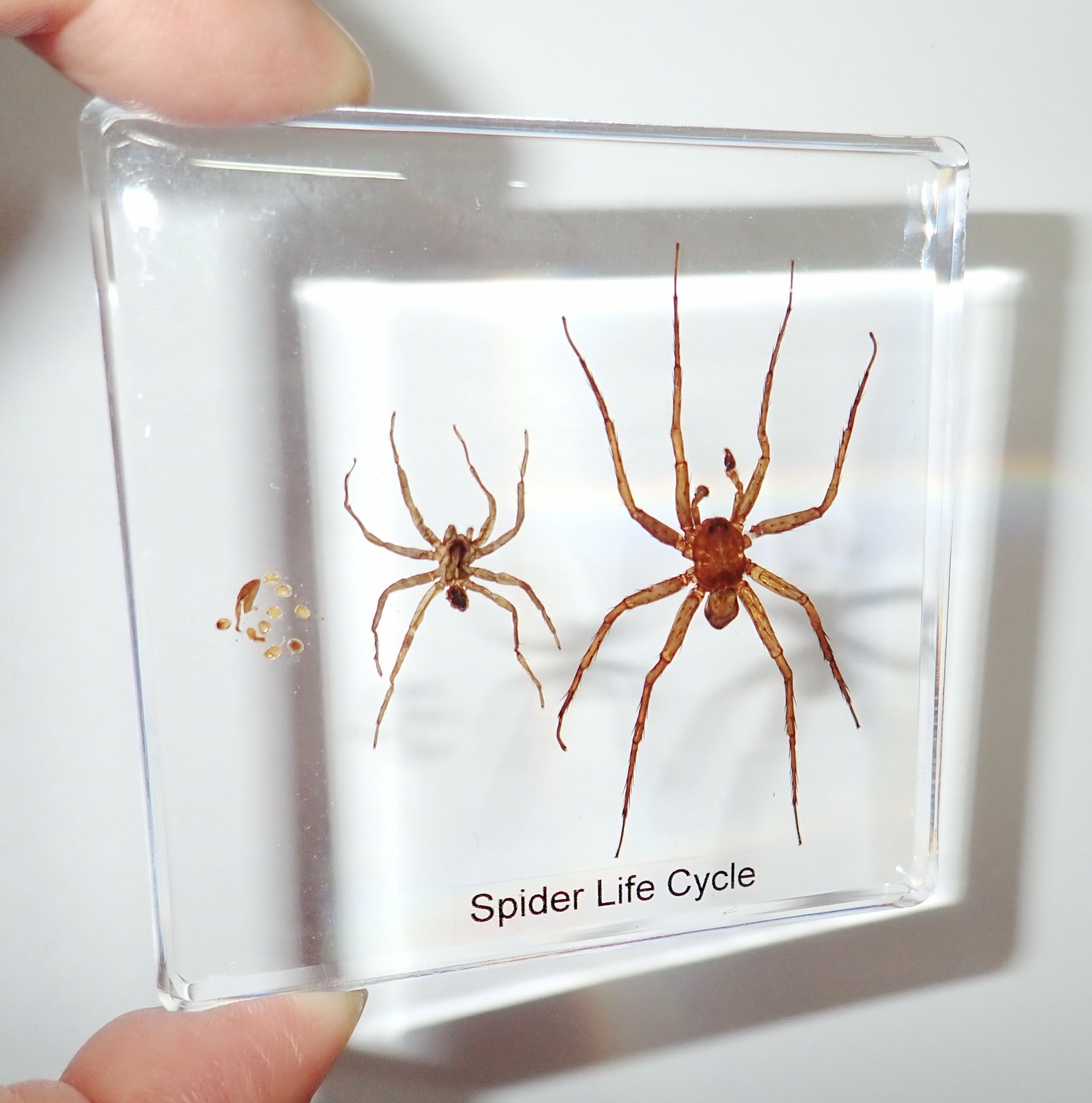 Life Cycle Of A Spider Diagram
