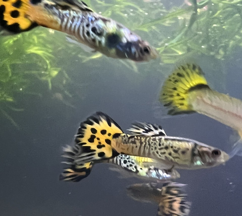1 Trio 🔥yellow TIGER KING Guppy GUPPYBEAST . 1m 2f | eBay
