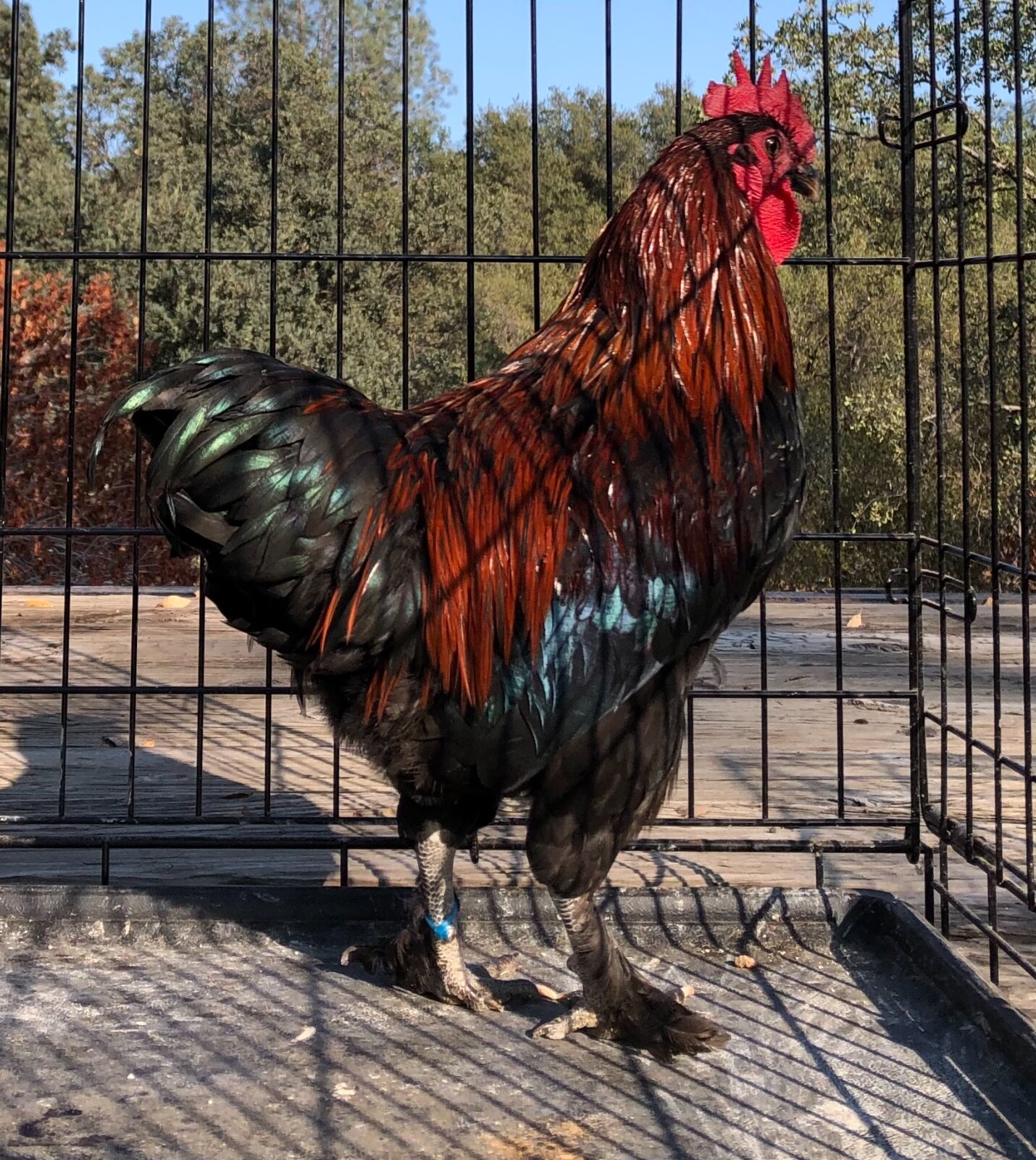 RARE Bantam Black Copper Marans Hatching eggs | eBay