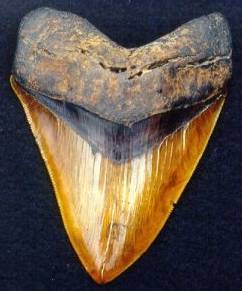 Tooth Sleuth's Fossil Shark Teeth | eBay Australia Stores
