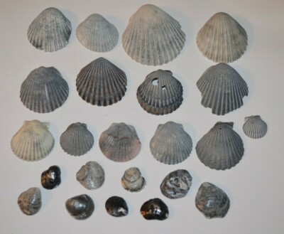 Black Grey Gray Dark Colored Sea Shells Florida Beach Seashells Arts ...
