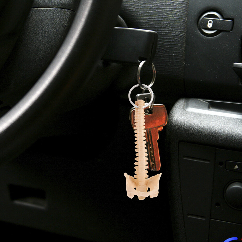 biology keyring Human Body Model Kids spine key ring Human spine key ...