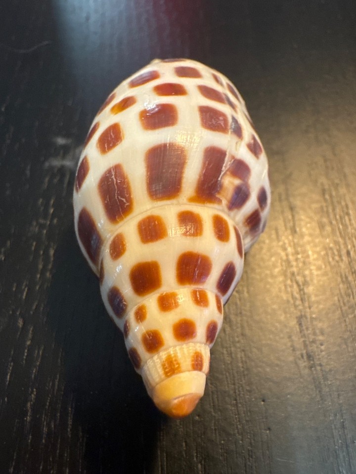 Scaphella junonia Shell – Junonia / Juno’s Volute – Rare Collectible ...