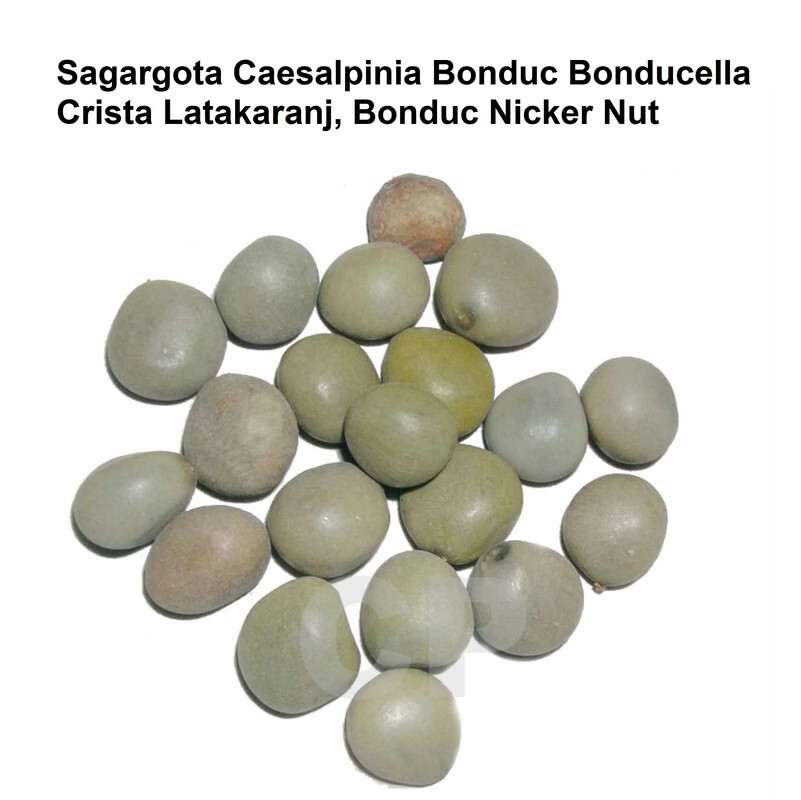 Sagargota Caesalpinia Bonduc Crista Latakaranj Bonduc Nicker Nut 50gm ...