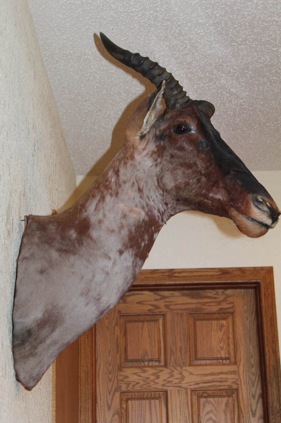 Taxidermy Tsessebe Head Shoulder Mount Africa Safari Hunt Whitetail ...
