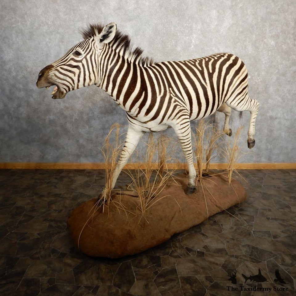 #20214 WC | African Burchell's Zebra Life Size Taxidermy Head Mount ...