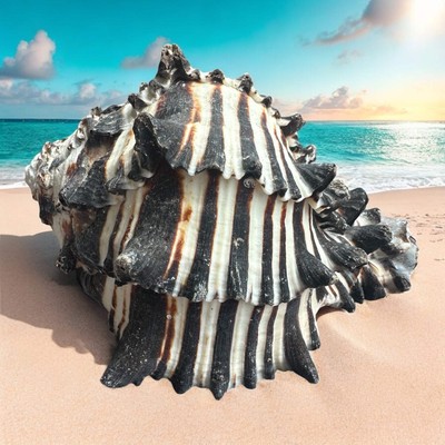 Giant Large Conch Seashell Black White Spiky Rare Beach Decor Ocean Sea ...