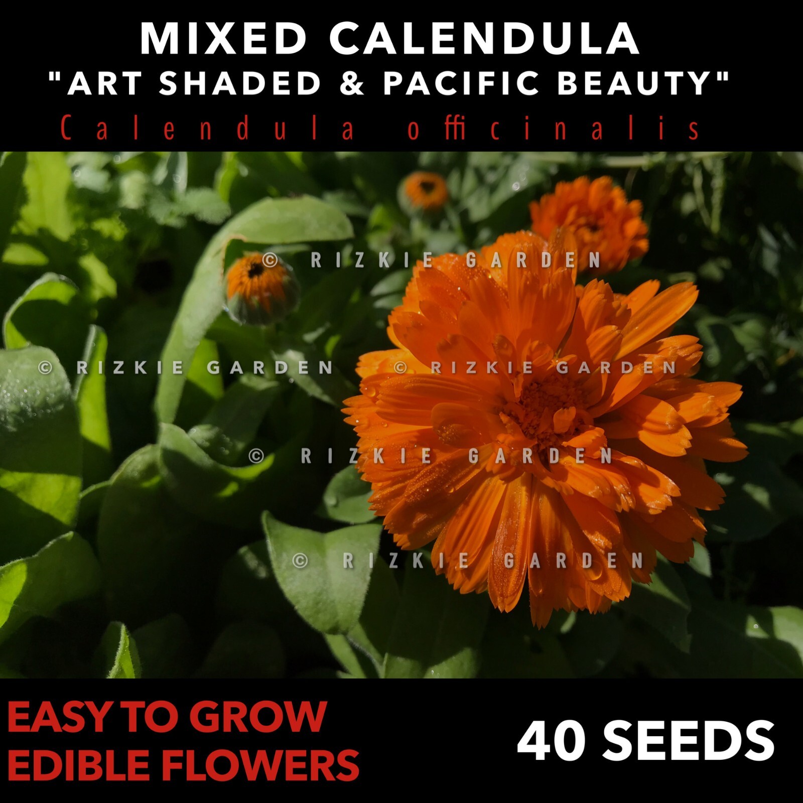 Mixed Calendula Flower Seeds, Art Shades & Pacific Beauty, Calendula ...