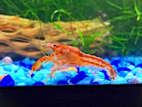 Mexican Dwarf Crayfish/Crawfish - Bright Orange - Free Shipping! | eBay
