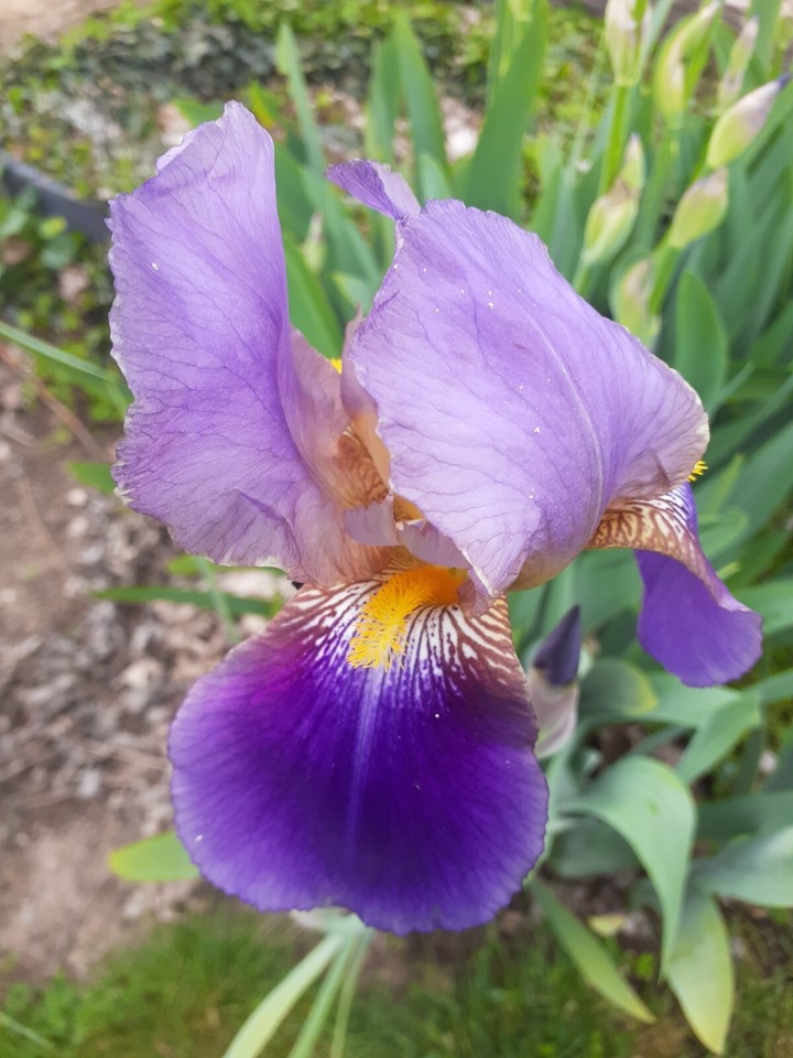 Lot of 12 Two Toned Violet Bearded Iris Flower Rhizome Plant Flowers ...