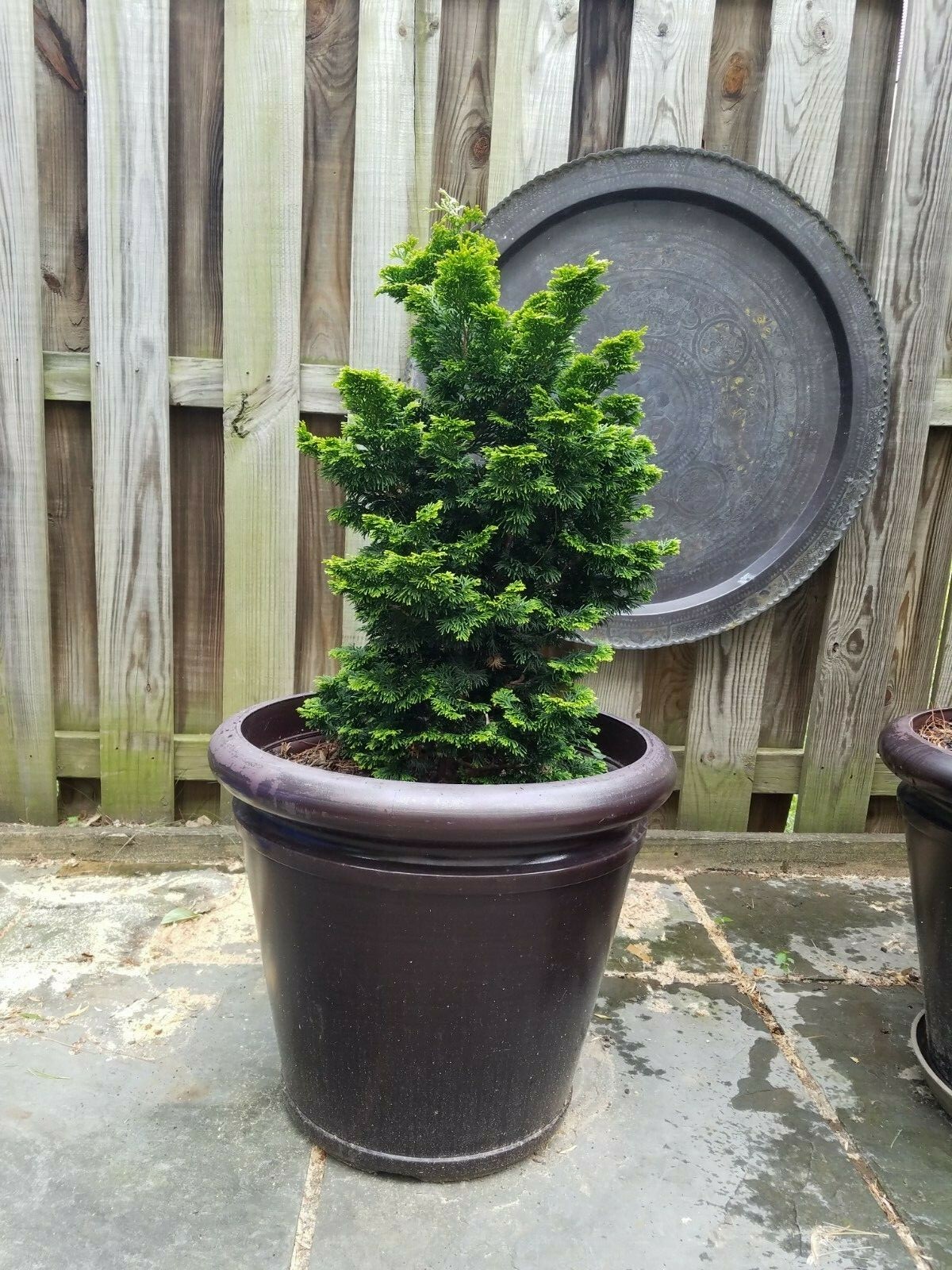 Verdoni Gold Hinoki Cypress tree. Chamaecyparis obtusa. Height 3ft. 6 ...