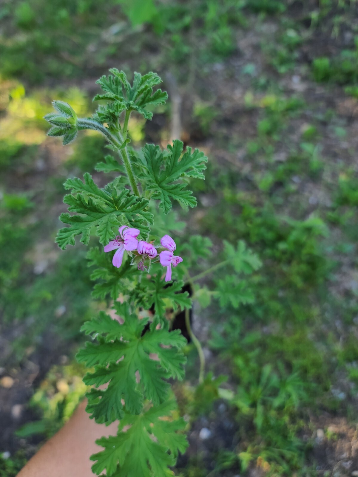 Citronella Scented Geranium Mosquito 1 Live Plant Heirloom | eBay