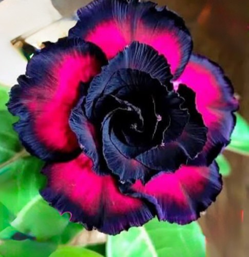 Black Rubies~Desert Rose Adenium Obesum SMALL Rooted Seedling Plant-4-6 ...