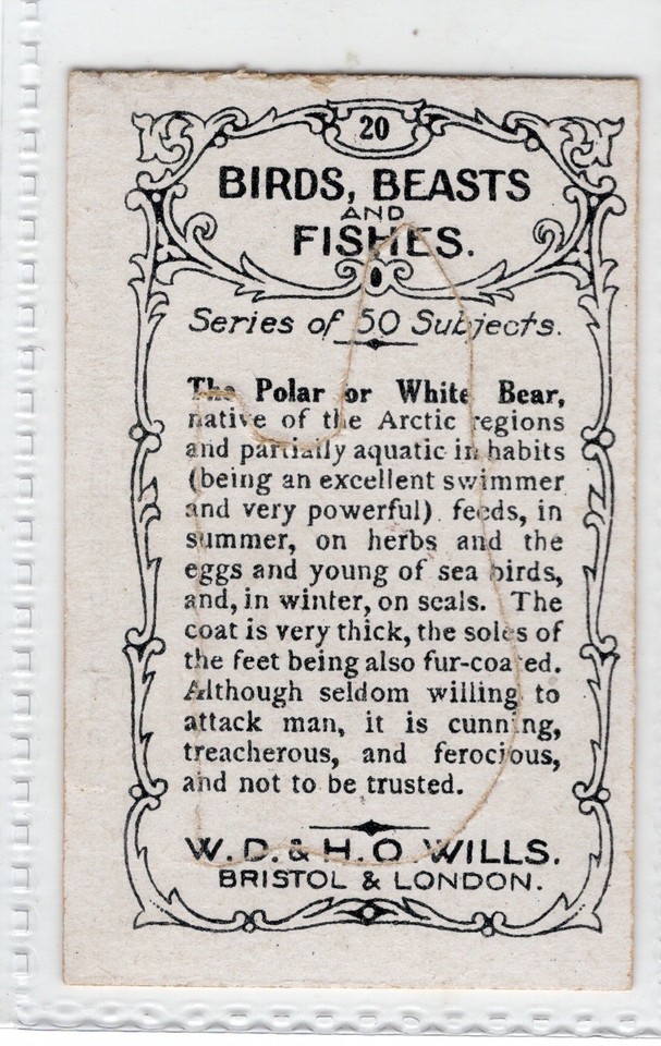 Wills NZ 1924 RARE die cut #20 The Polar Bear animal | eBay