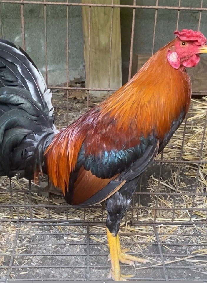 Pure Sweater Gamefowl Chicken Hatching Eggs Pack of 6 | eBay