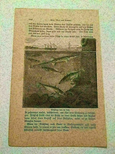 KP19) Variety of Fish in their Natural Habitat 1887 German Engraving ...