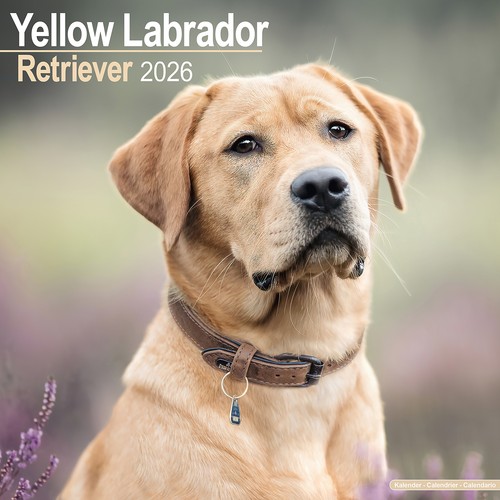 Yellow Labrador Retriever Calendar 2026 | 12x24" 16 Months | Dog Gift ...