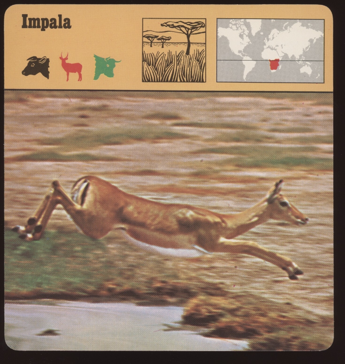 Impala Safari Cards Rencontre Mammals | eBay