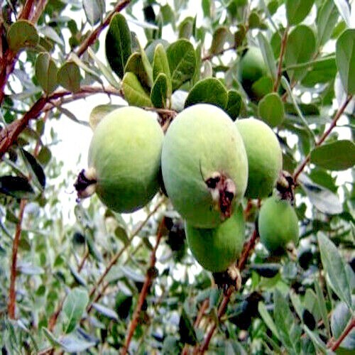 20 PINEAPPLE GUAVA TREE SEEDS "Brazilian Fig Guava Fruit" Tropical ...