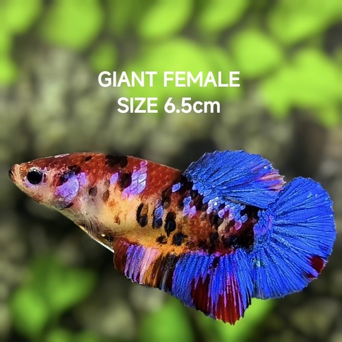 Live Betta Fish GIANT KING Female Grade Premium | eBay