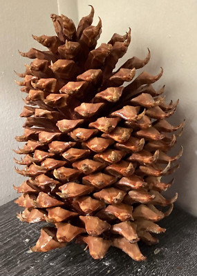 9" x 6" Coulter "Widowmaker" Pine Cone Weighs 2 lbs. 10.8 oz. | eBay
