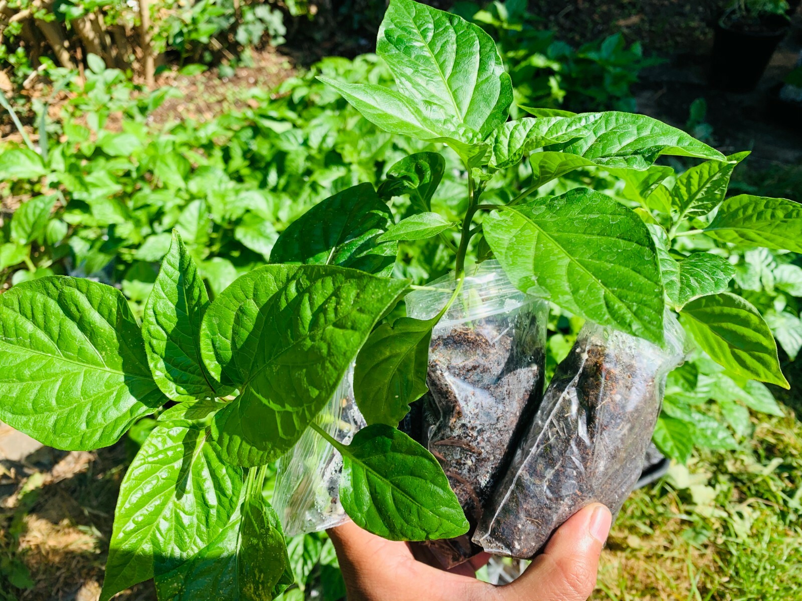 Naga Chilli Plants Naga Morich. 100% Genuine healthy Naga Plant Four ...