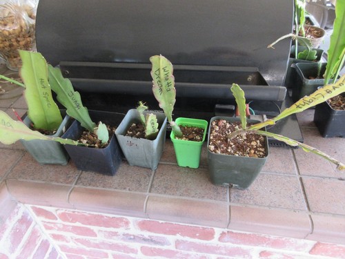 Epiphyllum '' Whatta Dream, Lava Lights, Rametta, Hot Spice, Junga " 6 ...