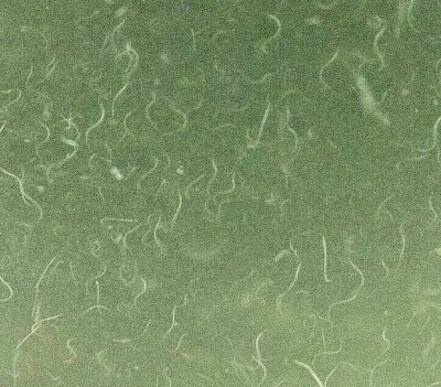 4 OZ LIVE VINEGAR EEL CULTURE Turbatrix Aceti Starter Fry Food Guppy ...