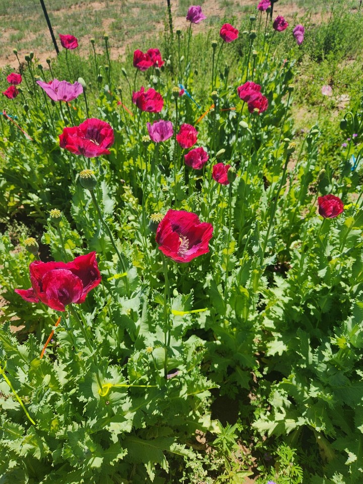 Asian OB/Izmir Pink Special Afghan hybrid Poppy Seeds (Papaver S.) Seed ...