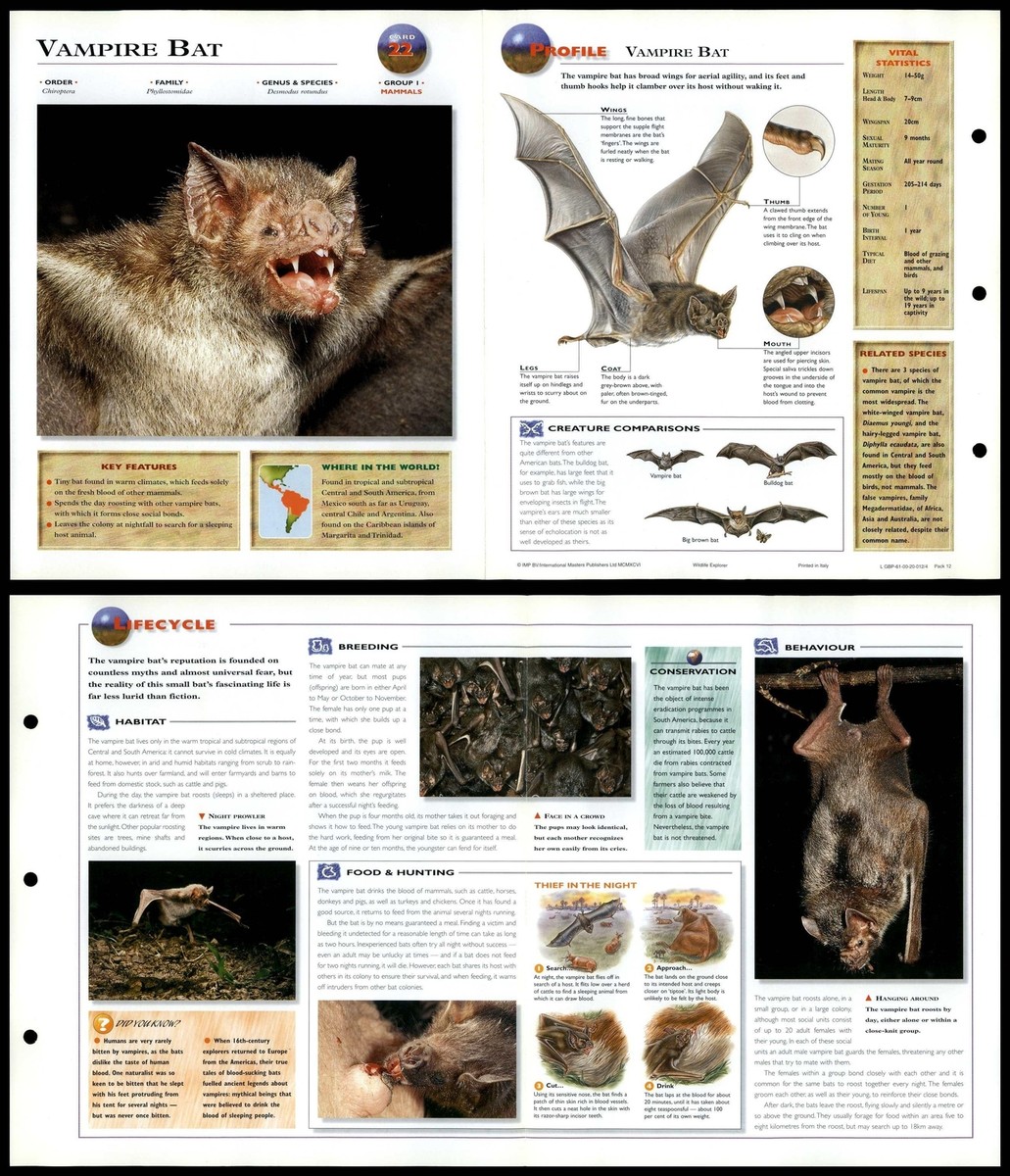Vampire Bat Animal Wildlife