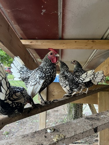 Silver Sebright - 9 Hatching Eggs | eBay