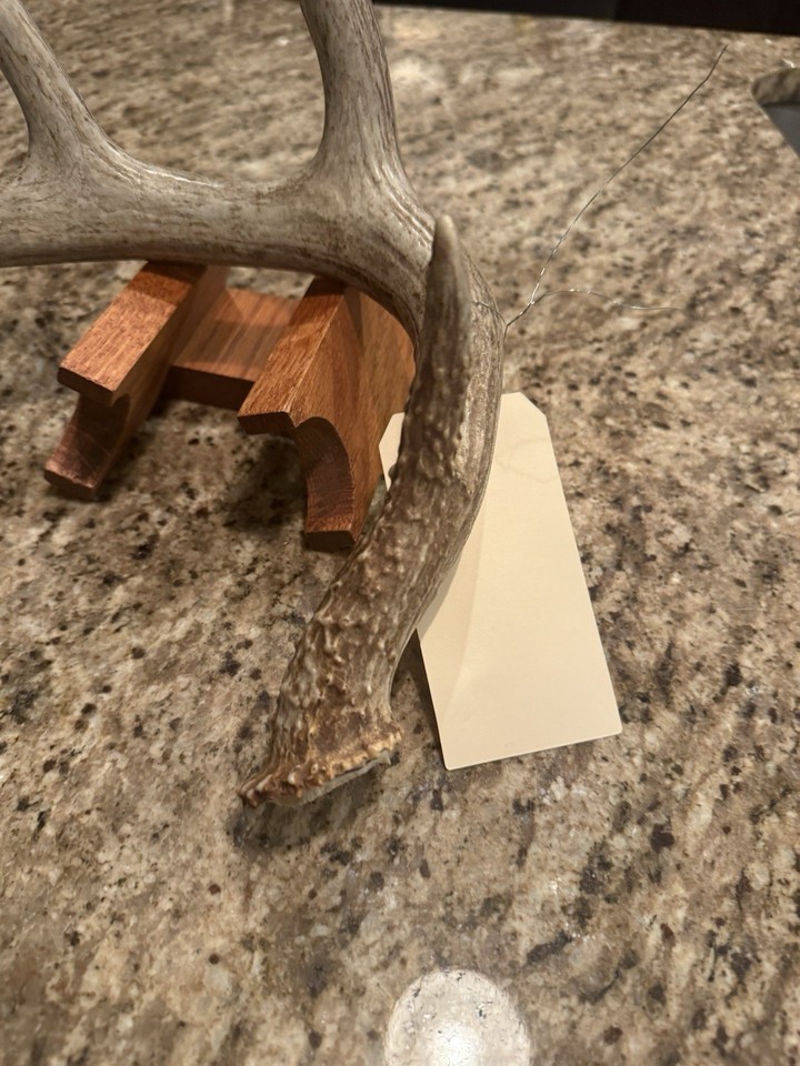 Whitetail Deer Shed Antler Man Cave Cabin Decor Crafts Dog Chew | eBay