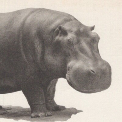 1930s Hippopotamus Chicago Field Museum Of Natural History Illinois ...