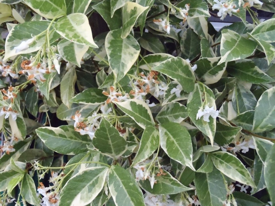 Variegated Confederate Jasmine~~Trachelospermum jasminoides~ROOTED ...