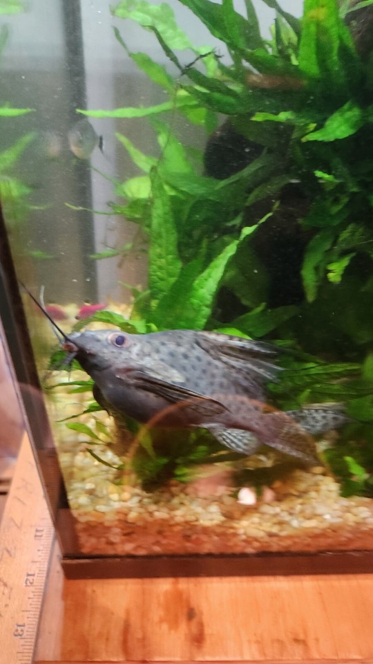 4" Synodontis Eupterus aka African Featherfin Squeaker Catfish. LOCAL ...