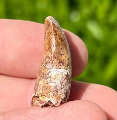 ROOTED Fossil Phytosaur Tooth Redondasaurus Triassic Dinosaur Tooth New ...