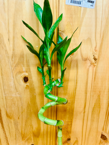 Live Lucky Bamboo 12” Spiral Shape Bamboo Plant | eBay