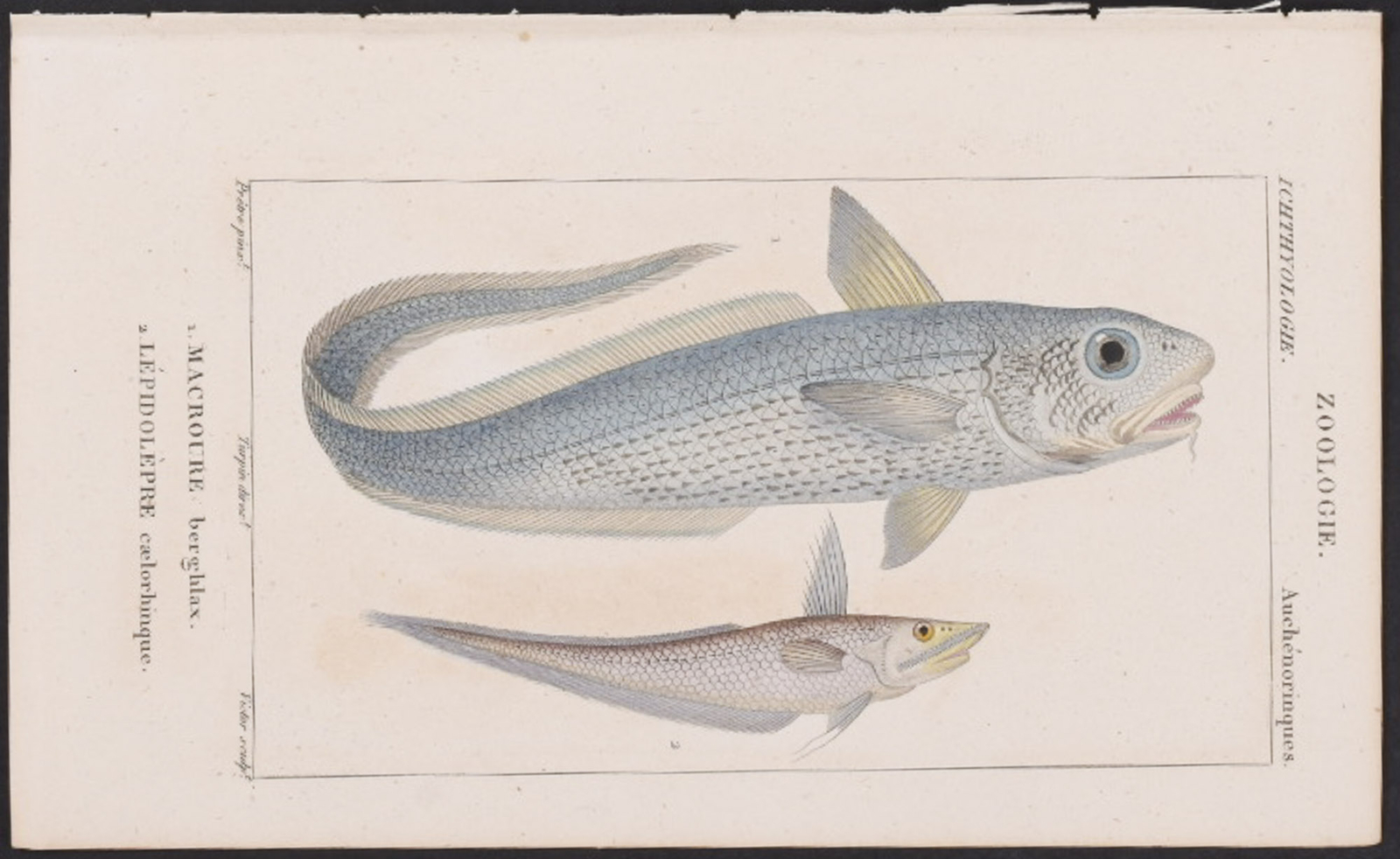 Turpin - Fish. 31, 1816 Original Hand-Colored Sea Life Engraving | eBay