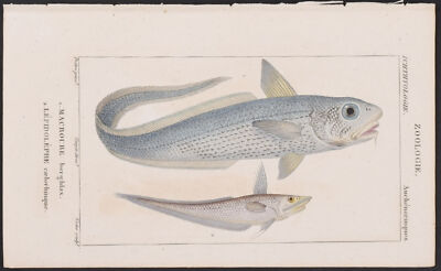Turpin - Fish. 31, 1816 Original Hand-Colored Sea Life Engraving | eBay