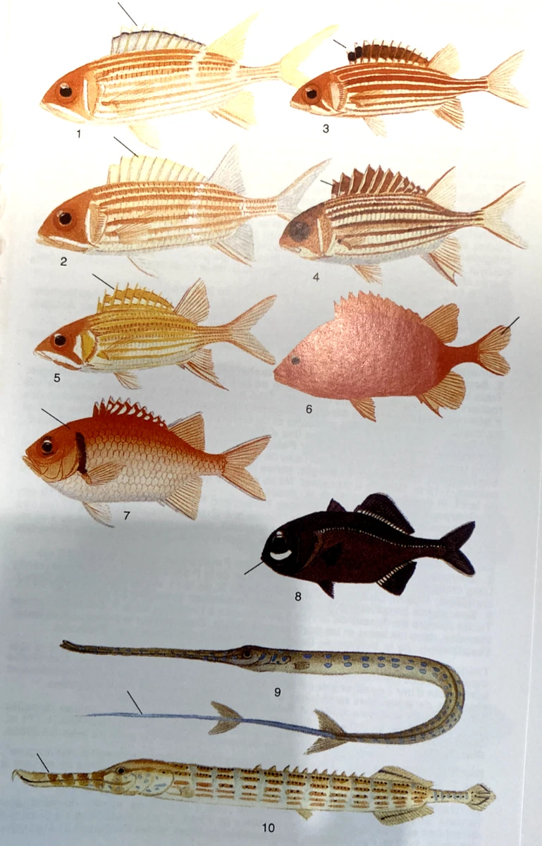 Trumpet Fish Drawing