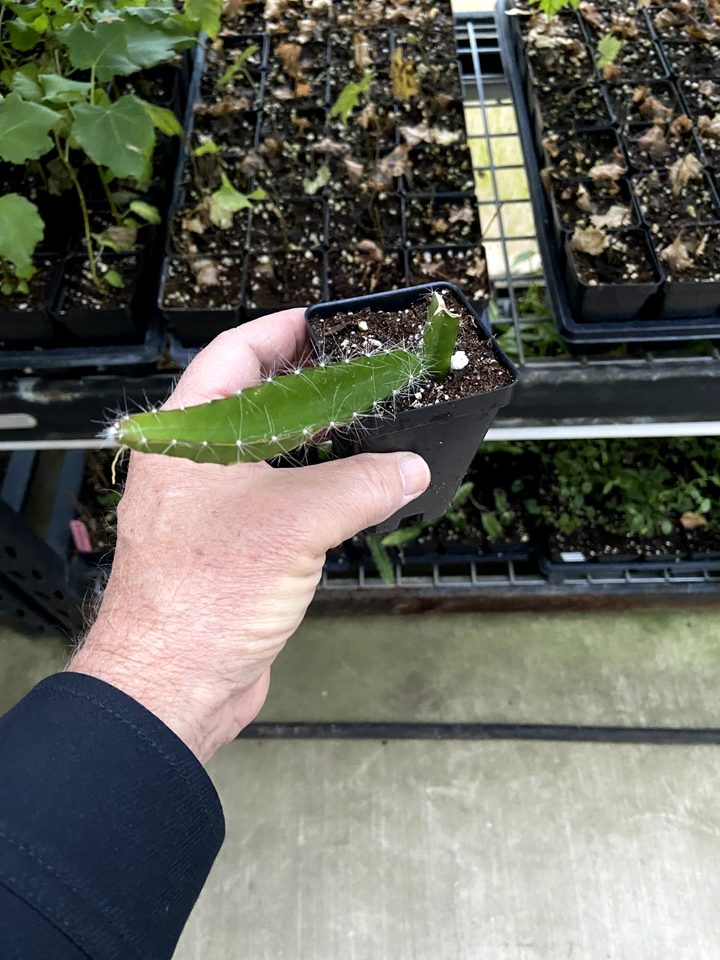 Dragon Fruit - 'Edgar's Baby - (HYLOCEREUS HYBRID) | eBay