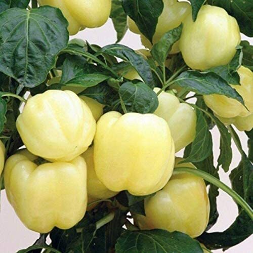 15 White Diamond Bell Pepper Seeds | eBay UK